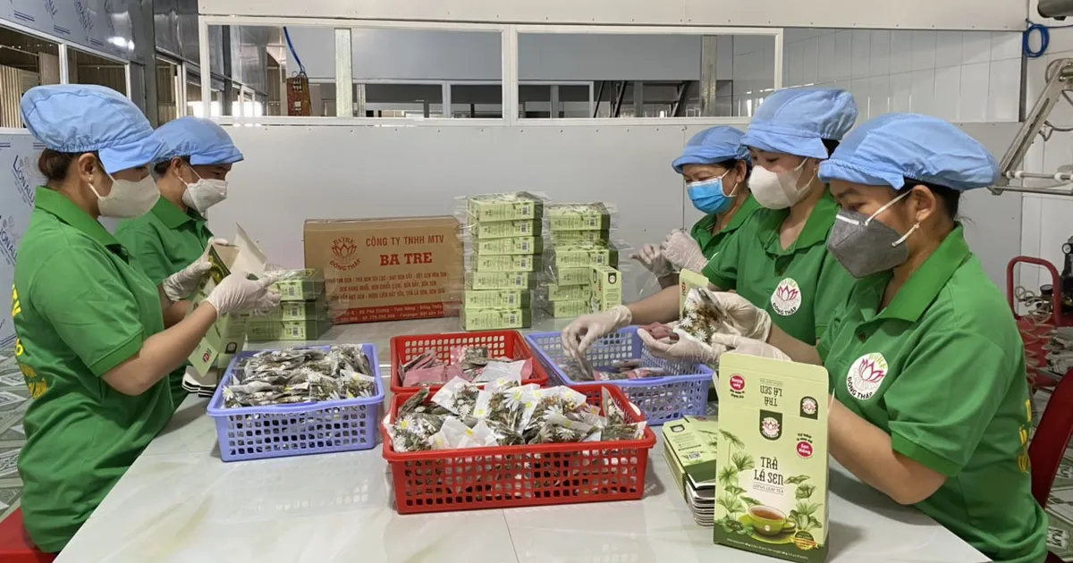 Khởi nghiệp từ cây sen | BÁO SÀI GÒN GIẢI PHÓNG