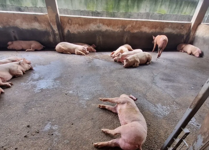 Đồng Nai: Phát hiện một cơ sở thu gom heo nhiễm bệnh dịch tả heo châu Phi về tiêu thụ | BÁO SÀI ...