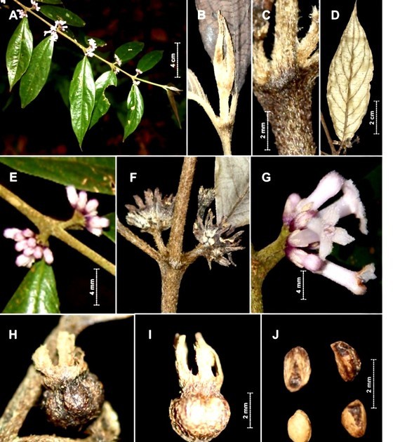 Two new species of plants found in Vu Quang National Park | SGGP ...