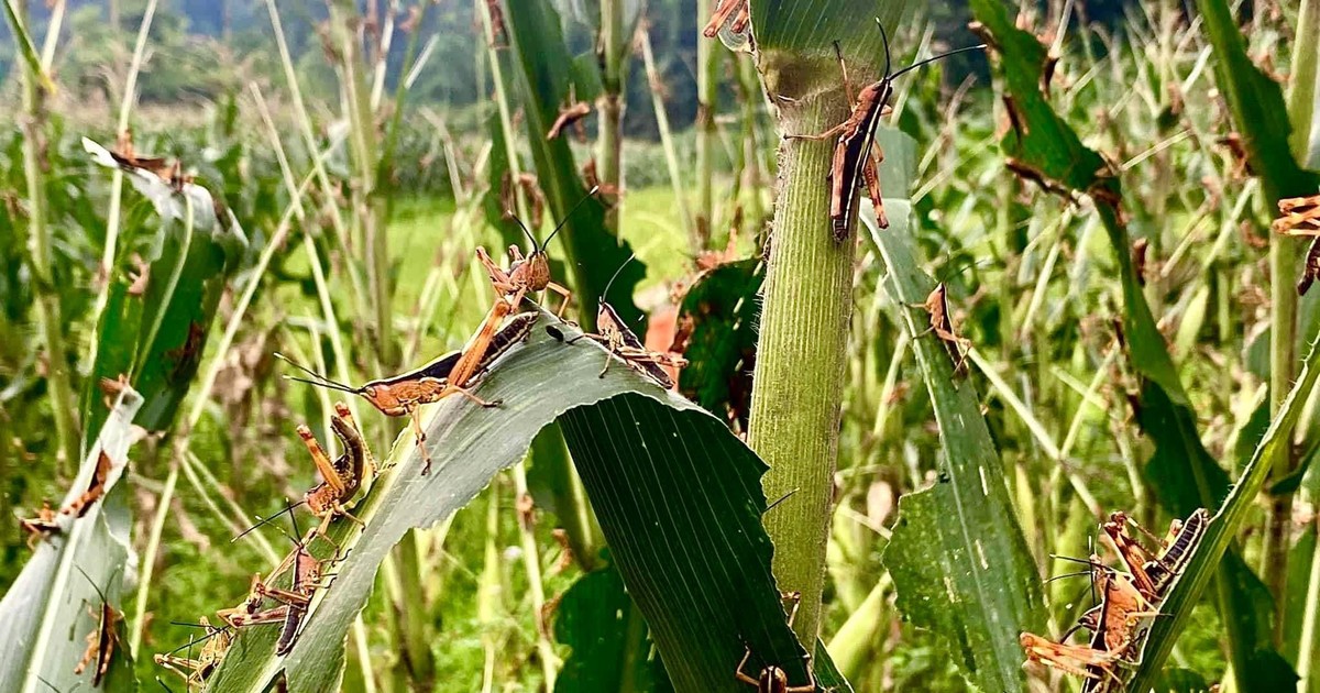 Bamboo locust invasion: First province declares emergency | SGGP ...