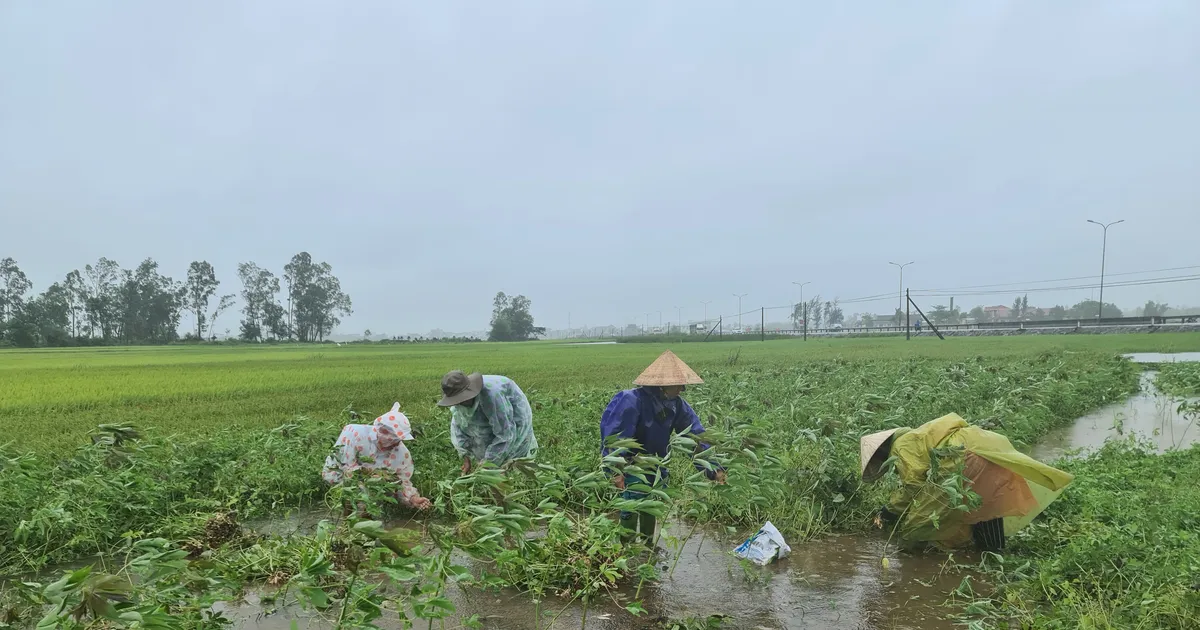 Gần 20.000ha lúa, rau màu của Quảng Nam bị ngập, ngã đổ do mưa lớn ...