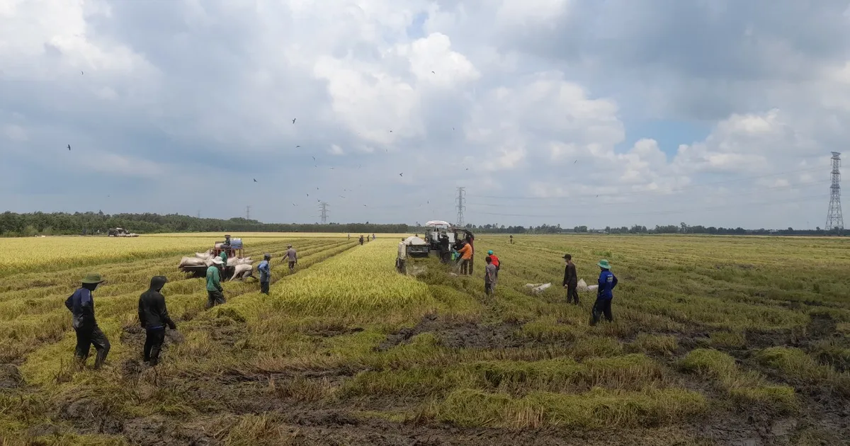 Nhộn nhịp săn bắt chuột đồng ở miền Tây | BÁO SÀI GÒN GIẢI PHÓNG