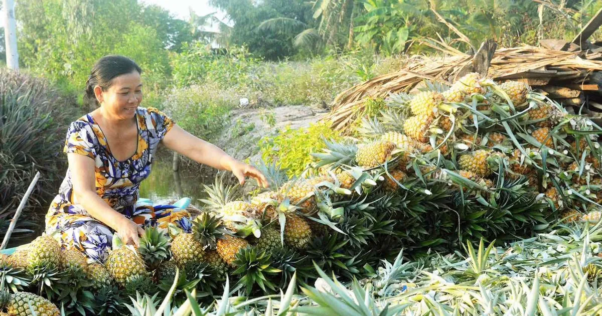 Còn thương cây khóm... mọc sau hè | BÁO SÀI GÒN GIẢI PHÓNG