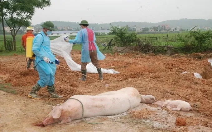 Lam Dong urgently handling ASF outbreak after detection of 24 dead pigs ...