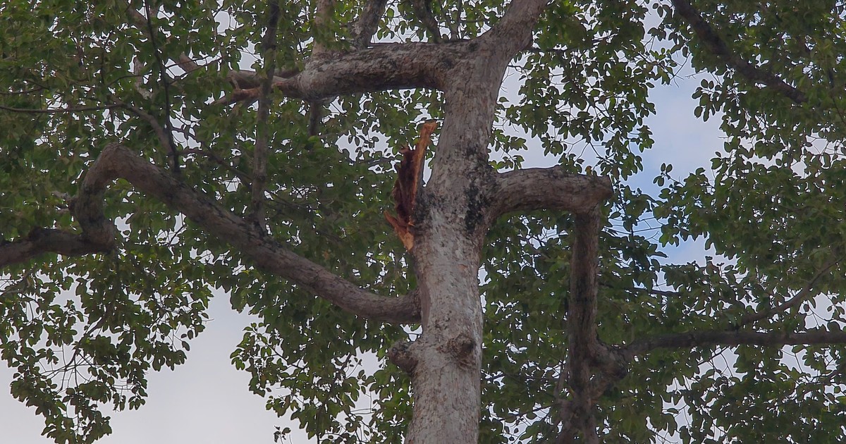 Deadly incident at Tao Dan Park due to falling tree from height of 25 ...