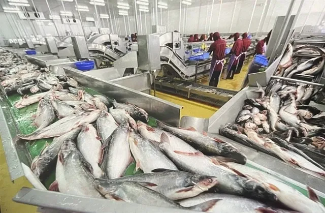 China spends US$21 million importing Vietnam’s pangasius fish maws ...