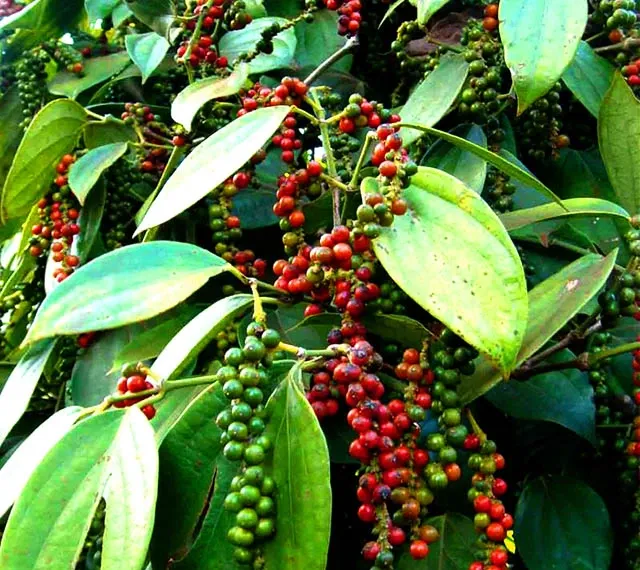 Vietnam's pepper exports exceed US$1.1 billion in first ten months of ...