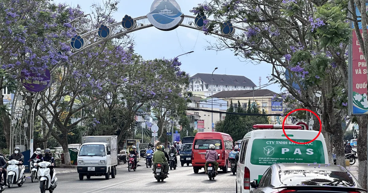 Đà Lạt: Hơn 160 ô tô bị phạt nguội, nhiều biển báo giao thông bị che ...