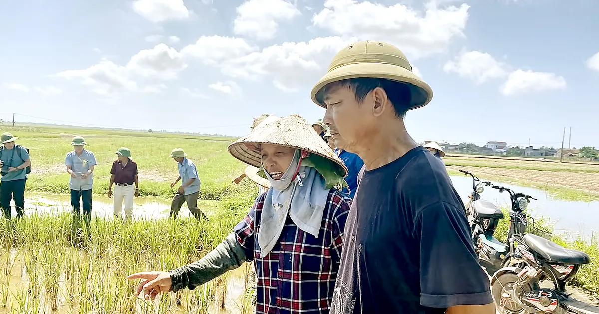 Vụ nghi xả nước mặn ở “vựa lúa” Thái Bình: Người dân mong điều tra ...