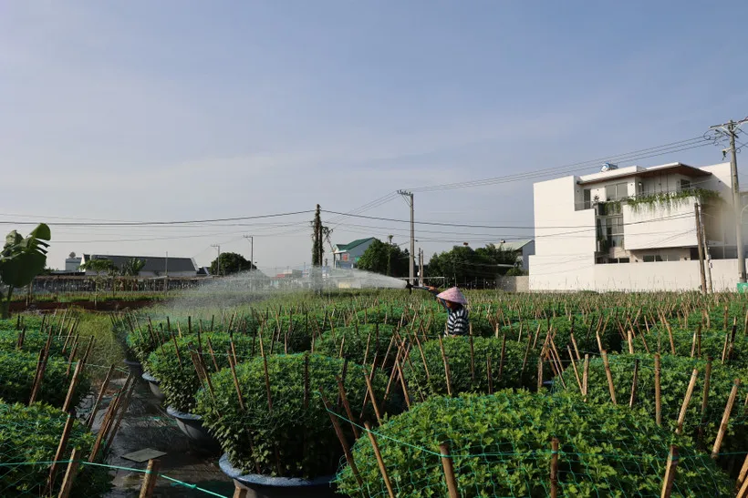 Nhiều làng hoa TPHCM kỳ vọng một mùa Tết bội thu | Báo Sài Gòn Đầu Tư ...