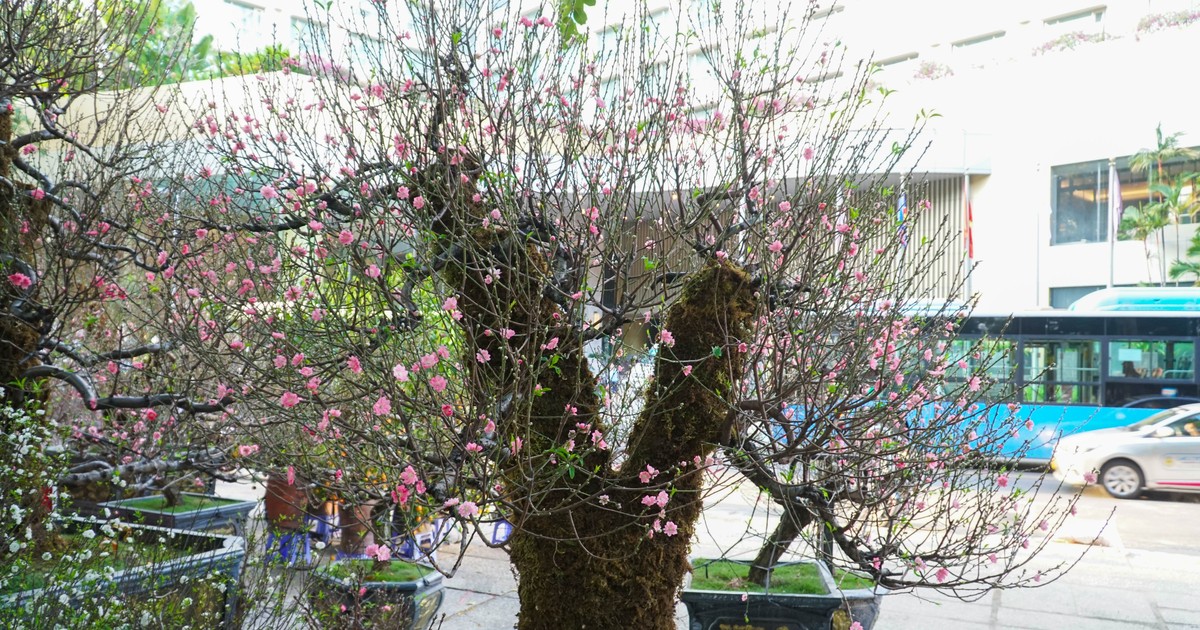 Ornamental Tet flowers massively pour into HCMC | SGGP English Edition