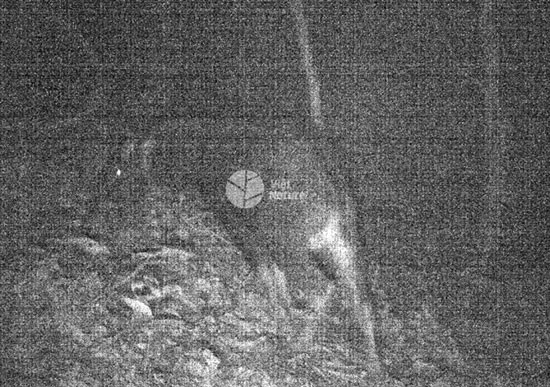 Official photos of rare giant muntjacs unveiled | SGGP English Edition