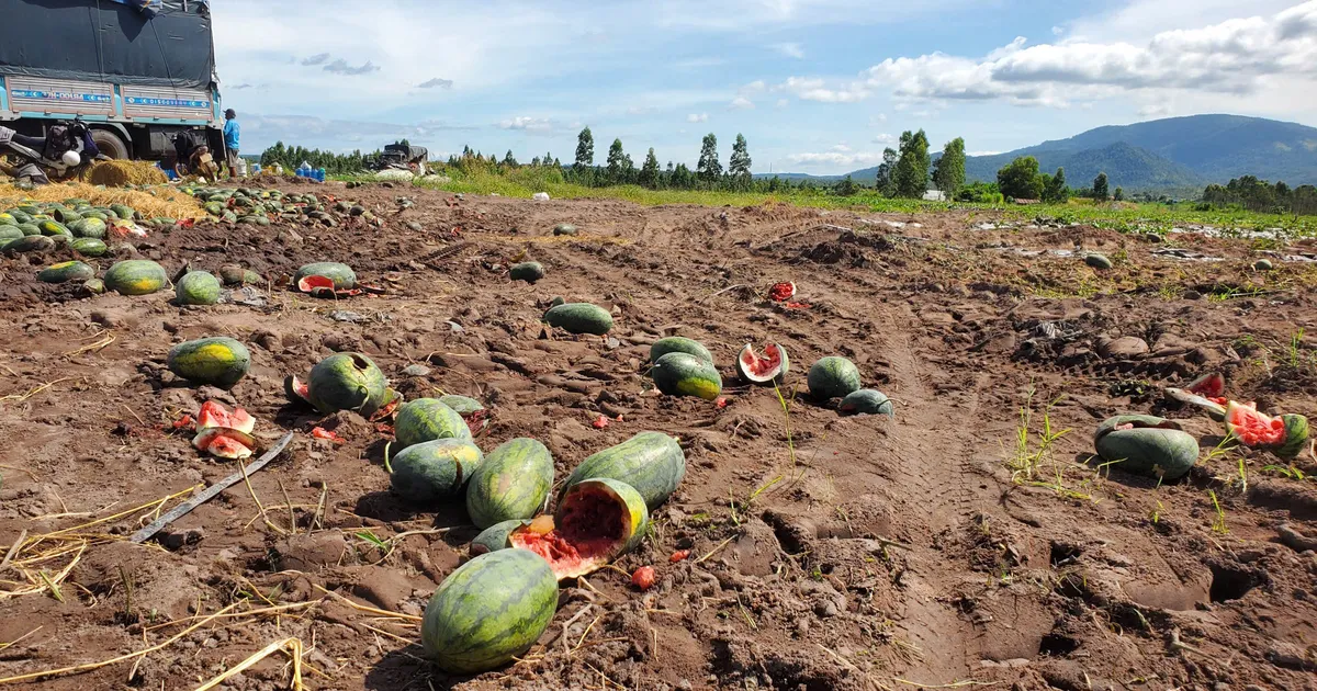 Gia Lai: Người trồng dưa hấu lỗ nặng | BÁO SÀI GÒN GIẢI PHÓNG