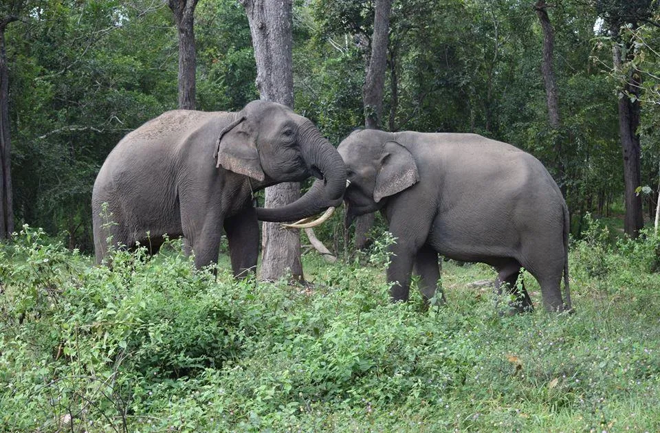 Hai chú voi nhà được đưa về rừng tự nhiên | BÁO SÀI GÒN GIẢI PHÓNG