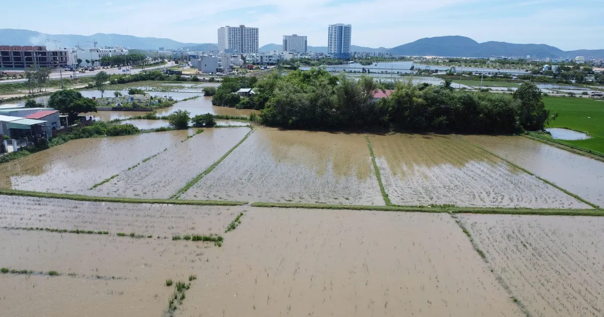 Ruộng lúa ngập úng giữa mùa khô, nông dân Quy Nhơn Đông kêu cứu | BÁO ...