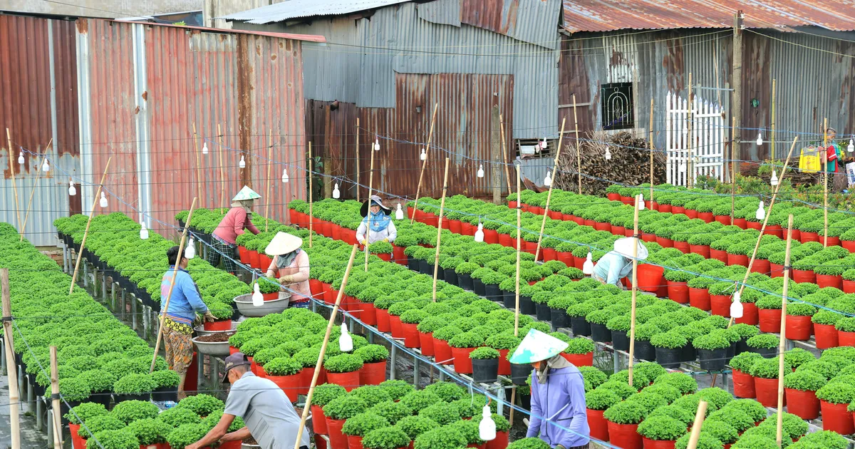 Làng hoa Sa Đéc tất bật trước ngày Festival Hoa - Kiểng lần II | Báo ...