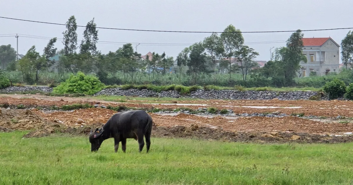 Quảng Bình: Thanh tra, xử lý vụ lấp 10ha ao hồ thủy sản | BÁO SÀI GÒN ...