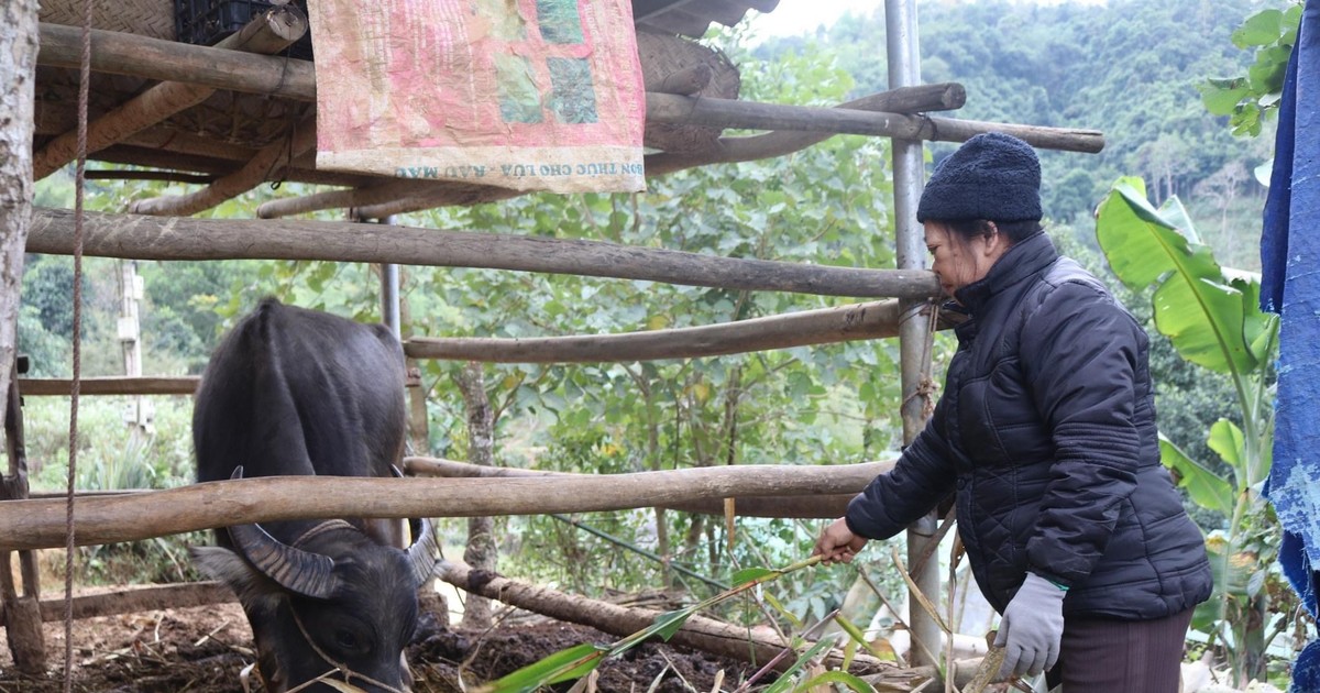 Over 600 cattle die as cold temperatures batter Northern localities ...