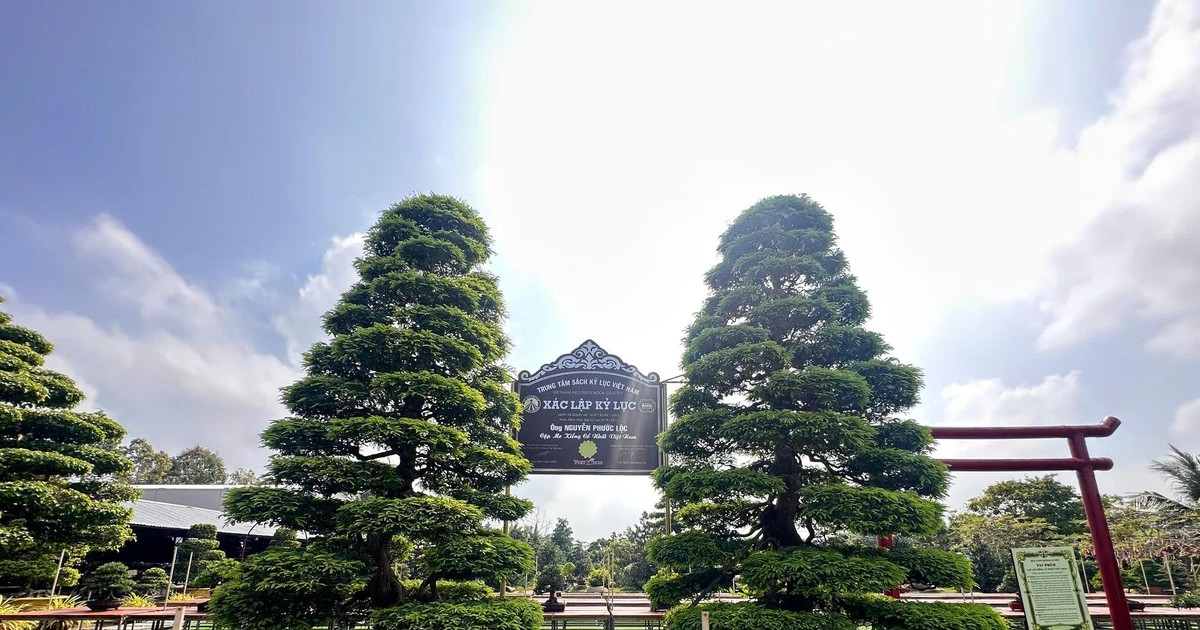 Sa Dec Bonsai Museum showcases Vietnam’s largest private bonsai ...
