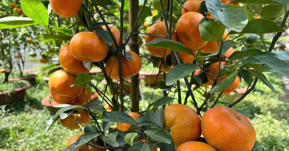 Lai Vung’s pink mandarins bloom into Tet luxury as demand outpaces ...