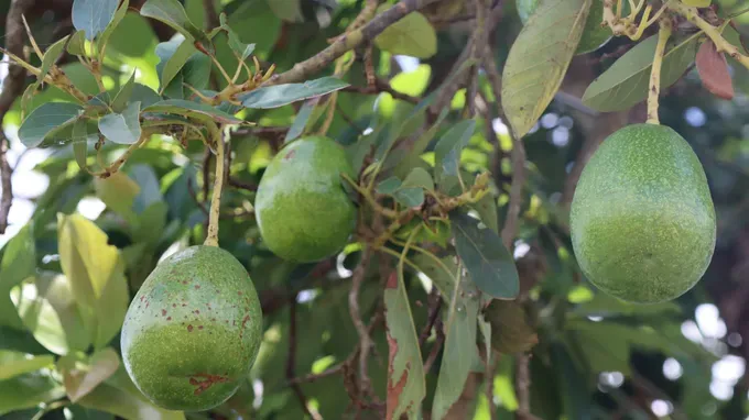 Avocado harvest fuels mobile trade in Gia Lai’s orchards | SGGP English ...