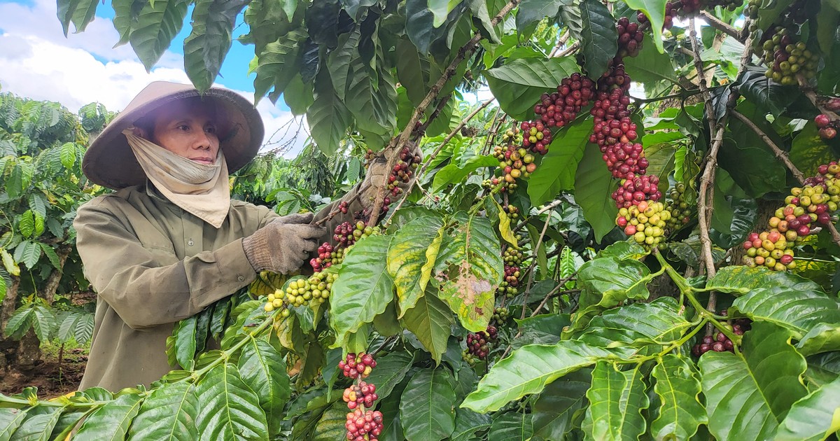 Vietnam achieves "low-risk" status under EU deforestation regulation ...
