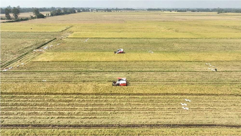 Farmers in Mekong Delta enjoying jubilation for bumper harvest | SGGP ...