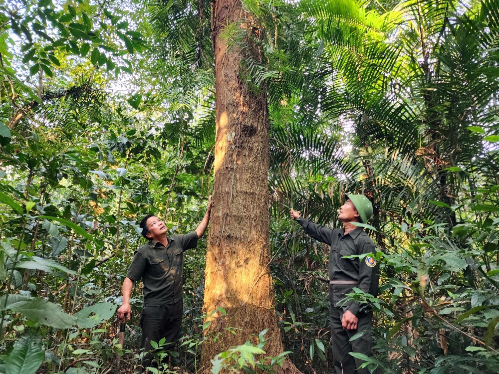 Vietnam eats forests by planting large timber forests to sell carbon ...