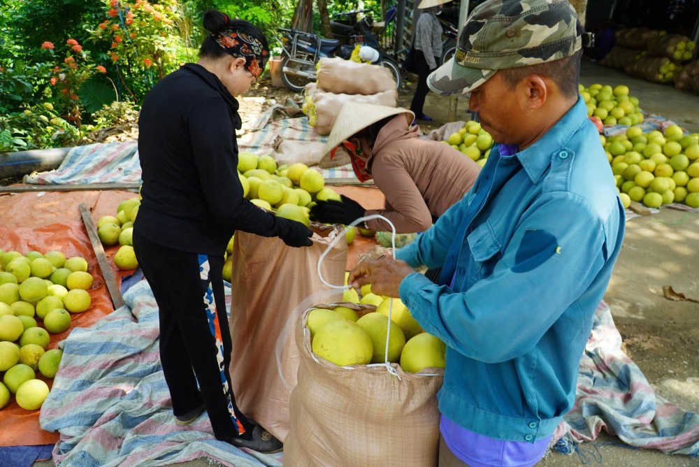 Unique grapefruit market in central province | SGGP English Edition