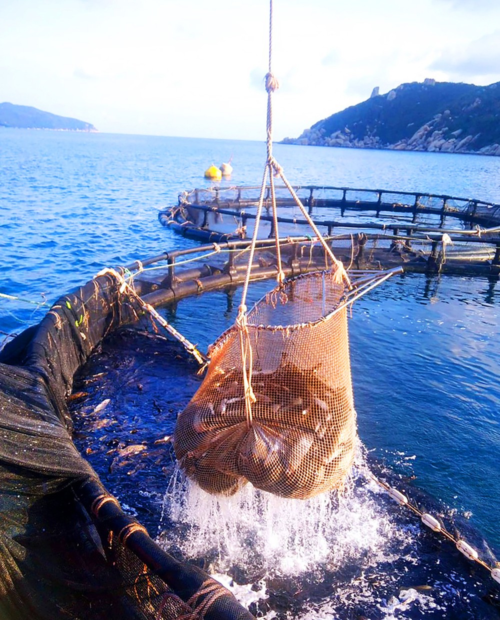 Various livelihood activities of Central coastal fishermen | SGGP ...