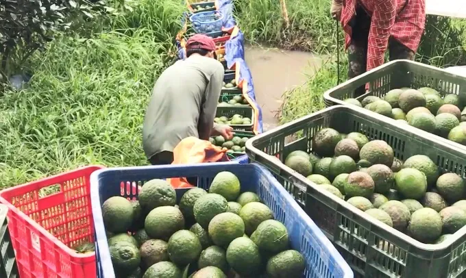 Prices of king orange in Mekong Delta hit record low of VND2,000 per ...