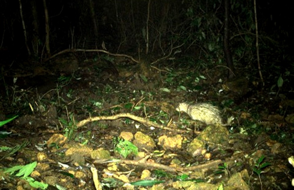 Rare wildlife captured in Vu Quang National Park through camera traps ...