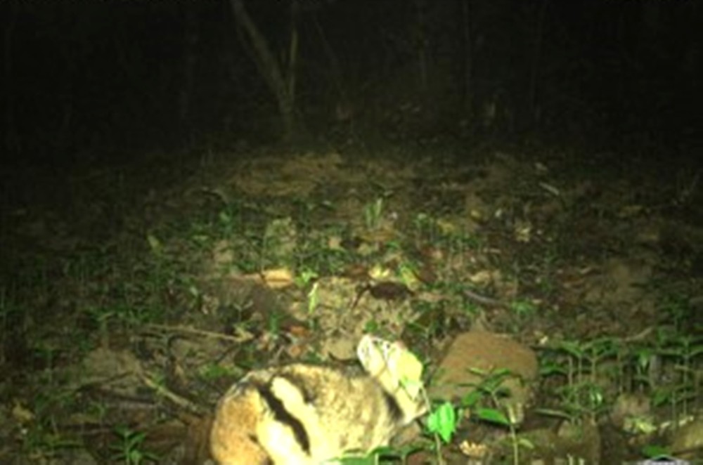 Rare wildlife captured in Vu Quang National Park through camera traps ...