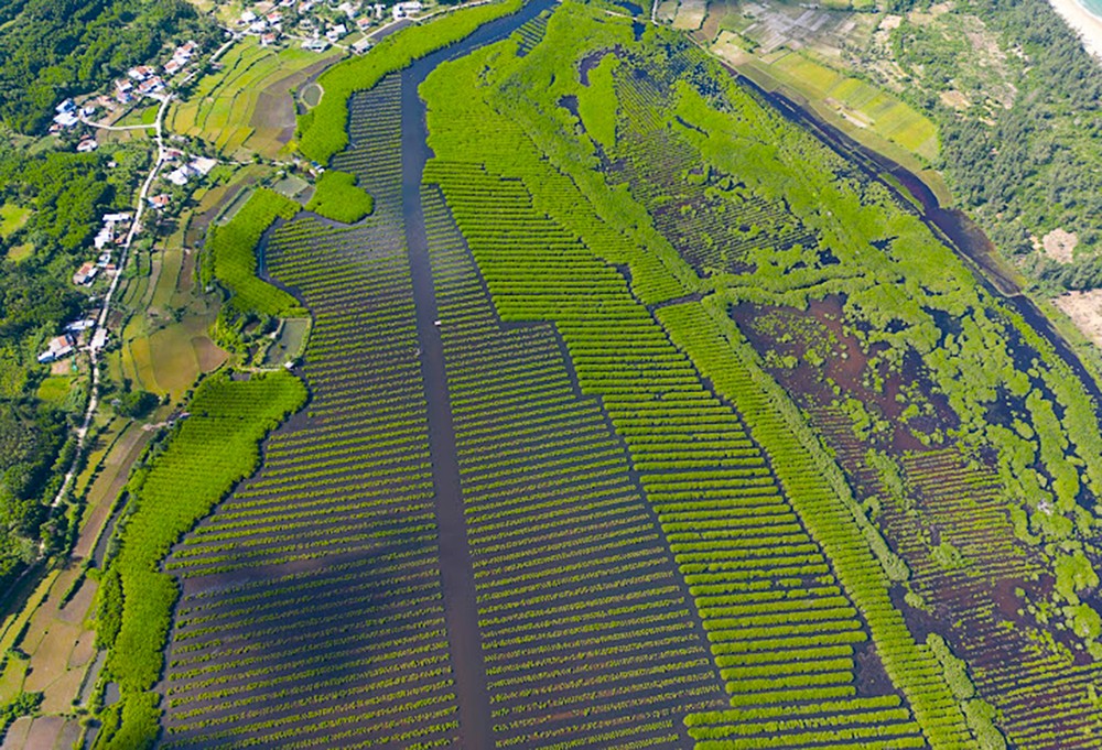 Mesmerizing picturesque beauty of Bau Ca Cai mangrove forest | SGGP ...