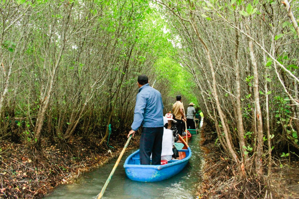 Mesmerizing picturesque beauty of Bau Ca Cai mangrove forest | SGGP ...