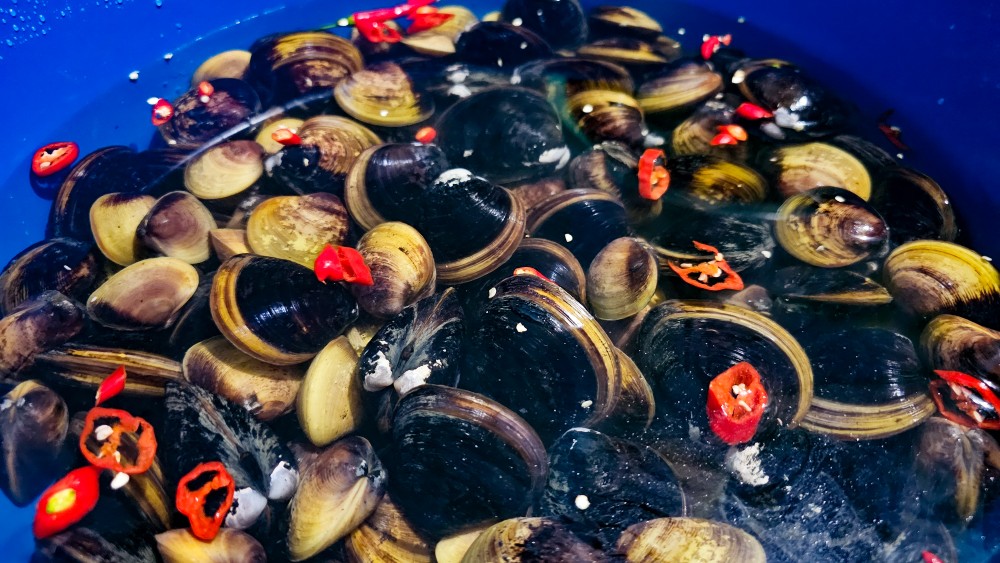 Clam searching in Tam Giang Lagoon | SGGP English Edition