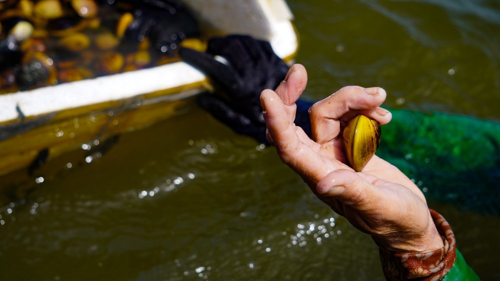 Clam searching in Tam Giang Lagoon | SGGP English Edition