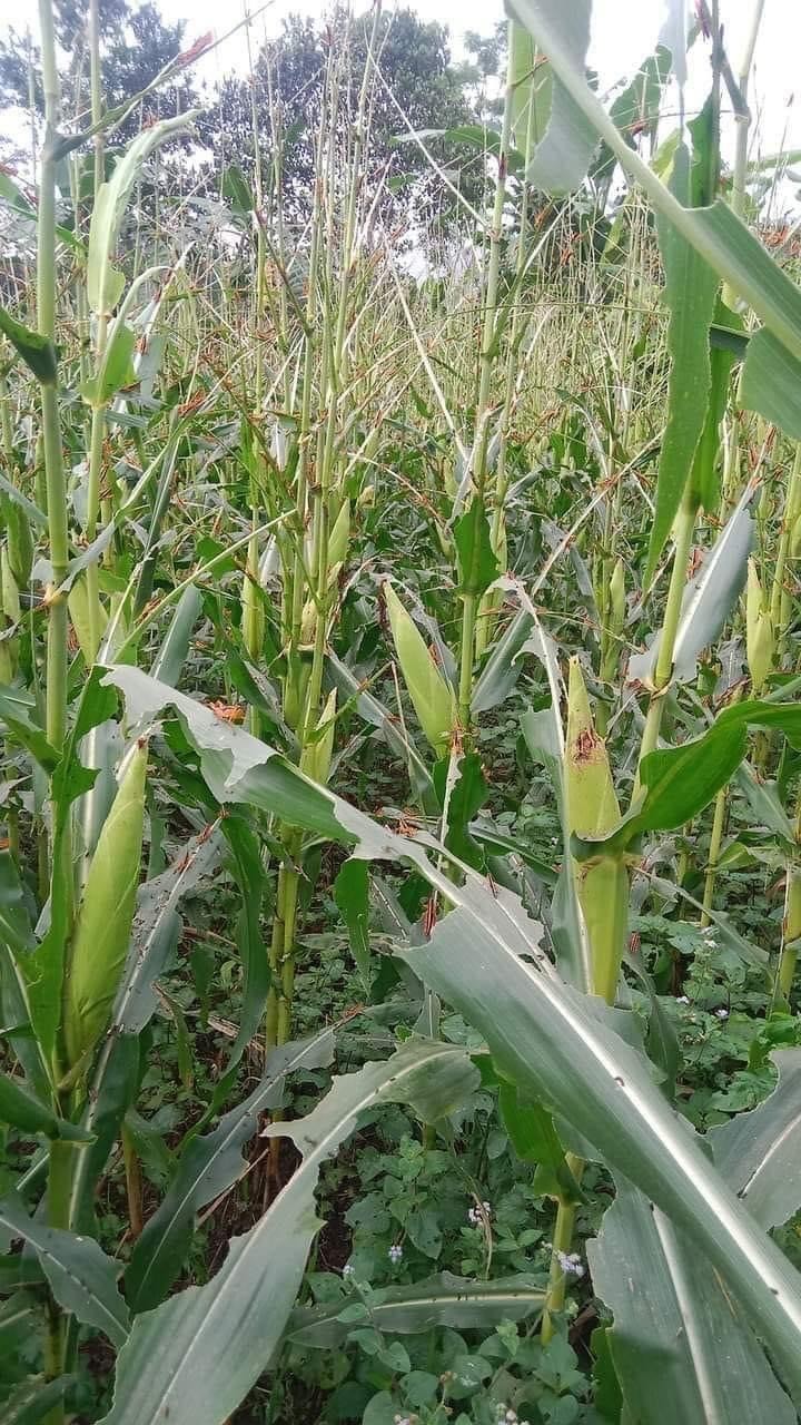 Bamboo locust invasion: First province declares emergency | SGGP ...