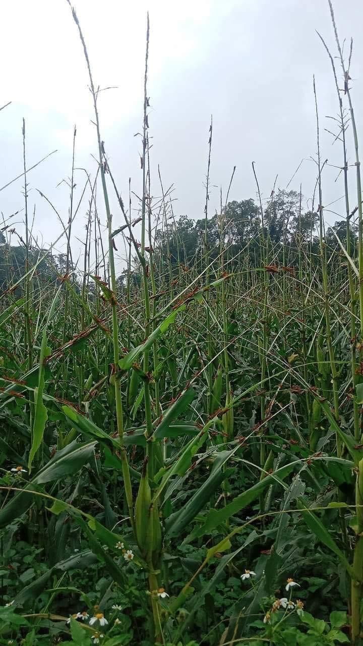 Bamboo locust invasion: First province declares emergency | SGGP ...