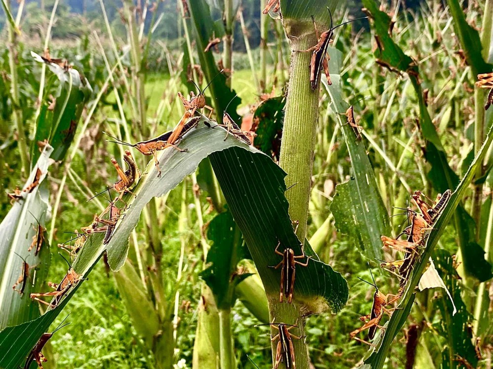 Bamboo locust invasion: First province declares emergency | SGGP ...