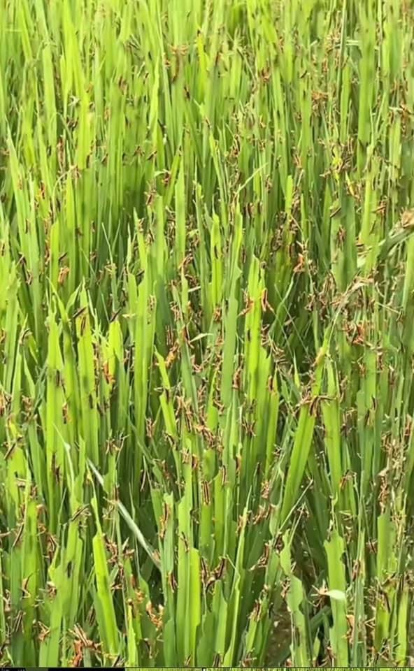 Bamboo locust invasion: First province declares emergency | SGGP ...