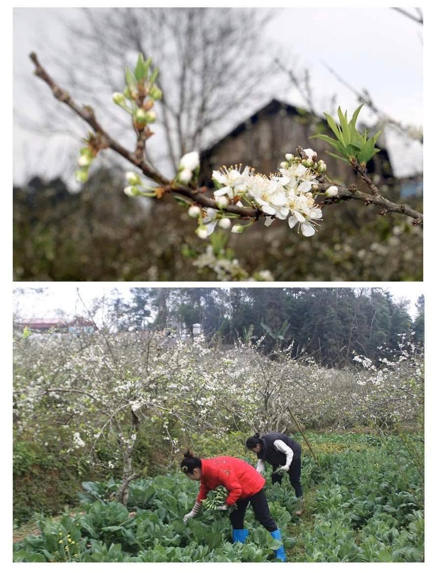 Bac Ha plateau immersed in sea of plum blossoms | SGGP English Edition