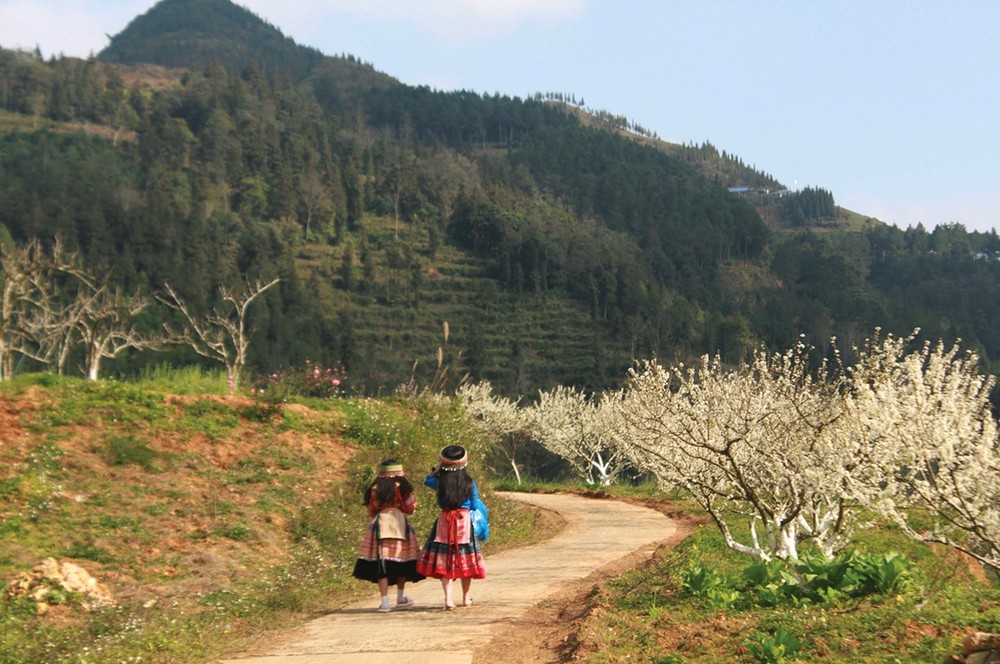 Bac Ha plateau immersed in sea of plum blossoms | SGGP English Edition