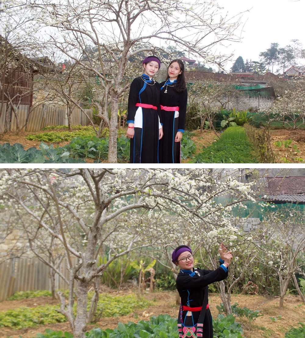 Bac Ha plateau immersed in sea of plum blossoms | SGGP English Edition
