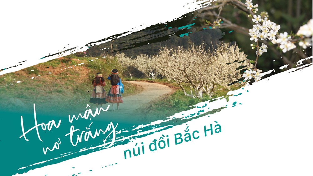 Bac Ha plateau immersed in sea of plum blossoms | SGGP English Edition