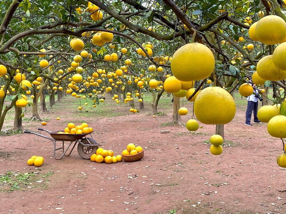 Dien pomelo hub becomes new photo check-in spot for young people | SGGP ...